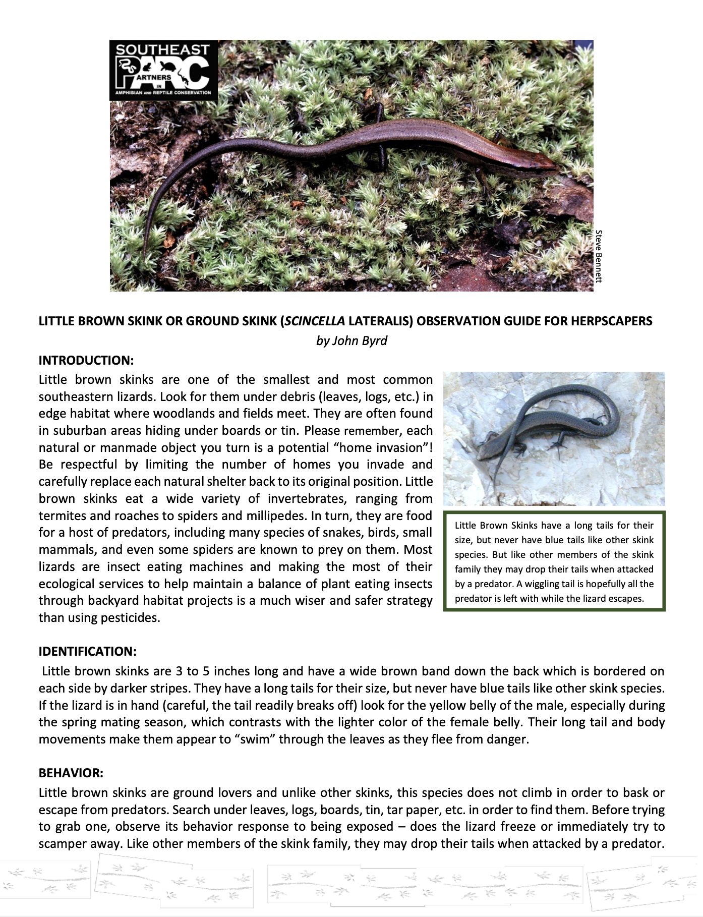 Little Brown Skink or Ground Skink Observation Guide — SEPARC